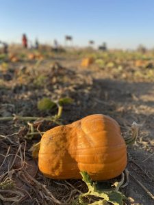 Boise In The Fall: 18 Fun Things To Do